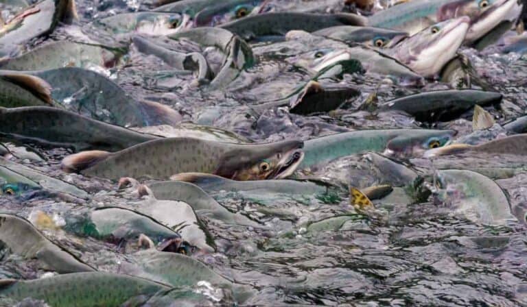 Types Of Salmon In Alaska (Full Descriptions Of All 5 Kinds)