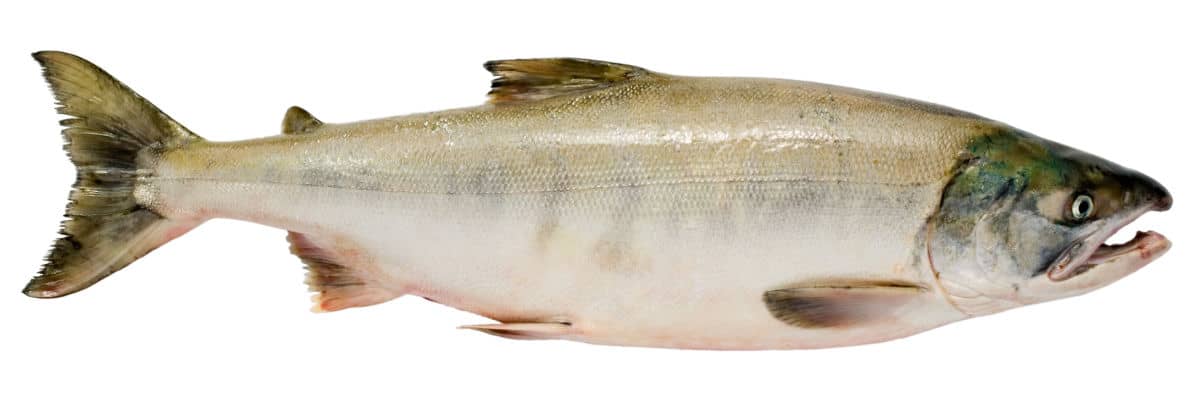 Types Of Salmon In Alaska (Full Descriptions Of All 5 Kinds)