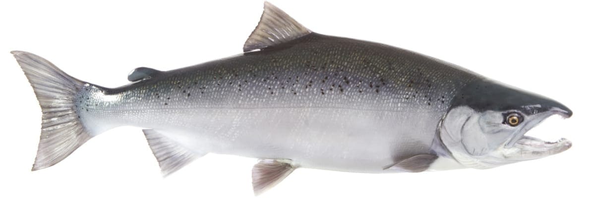 Types Of Salmon In Alaska (Full Descriptions Of All 5 Kinds)