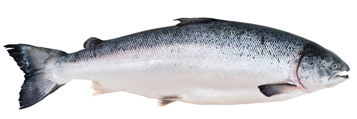 Types Of Salmon In Alaska (Full Descriptions Of All 5 Kinds)