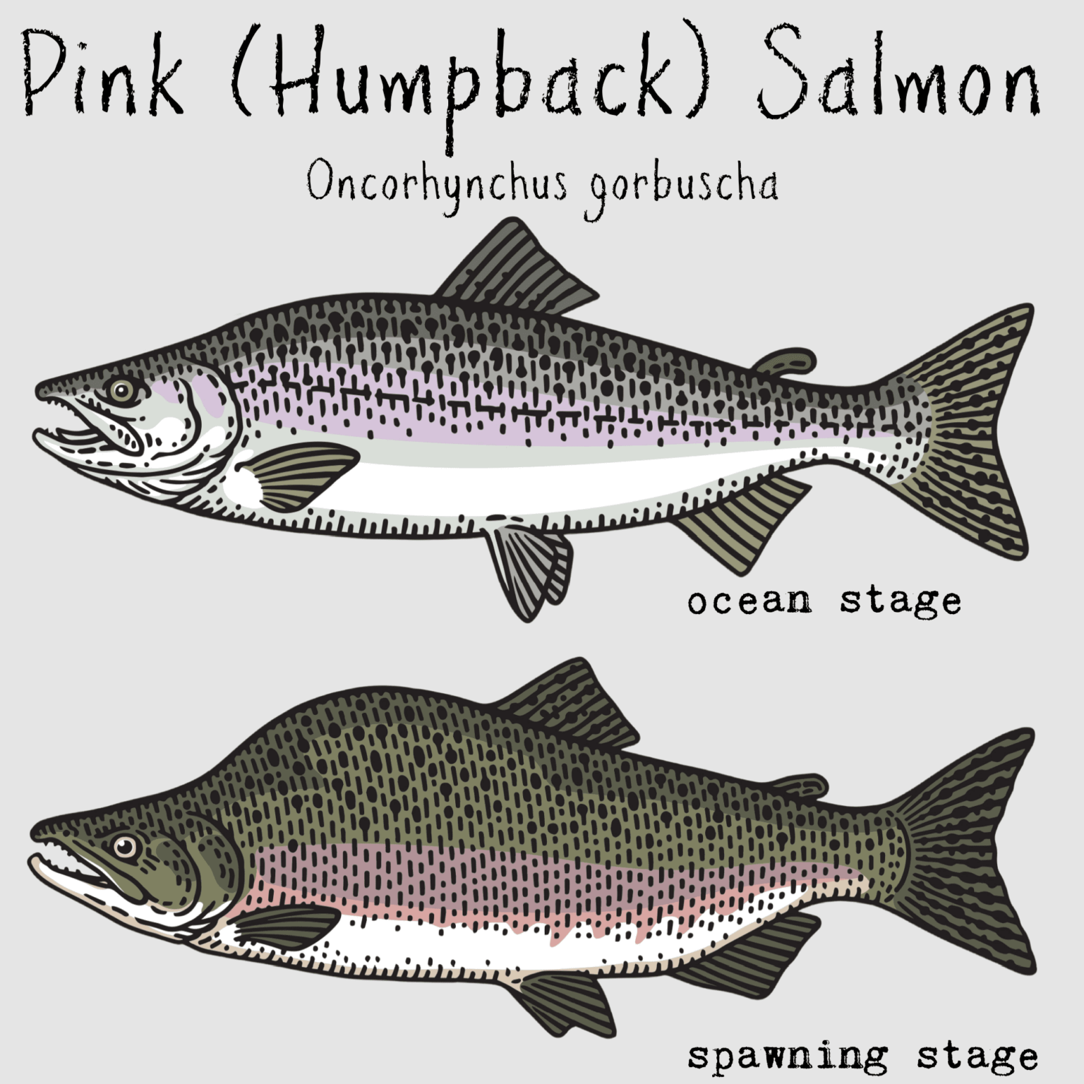 Types Of Salmon In Alaska (Full Descriptions Of All 5 Kinds)