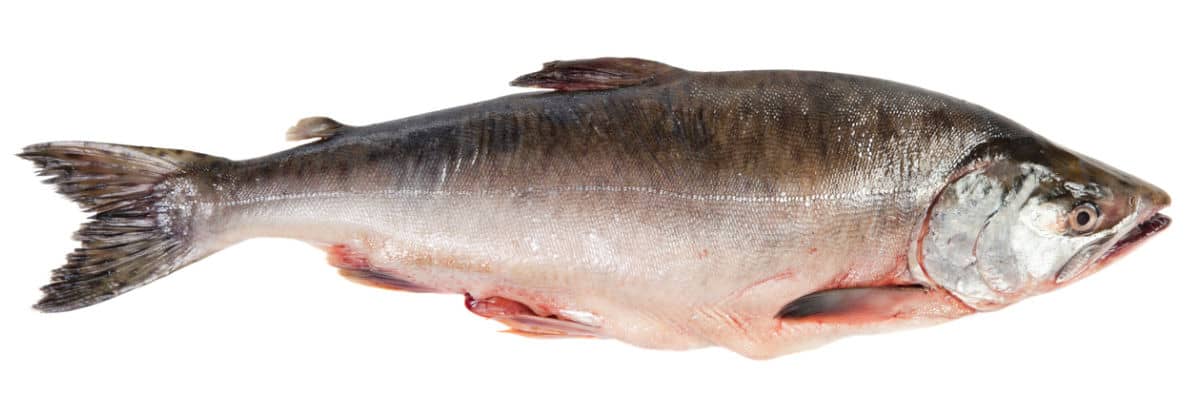 Types Of Salmon In Alaska (Full Descriptions Of All 5 Kinds)