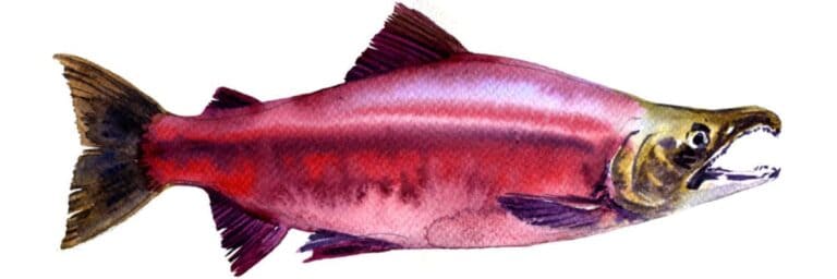Types Of Salmon In Alaska (Full Descriptions Of All 5 Kinds)