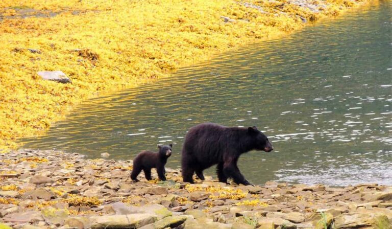 Alaska's "Blue" Glacier Bears - Everything You Want To Know