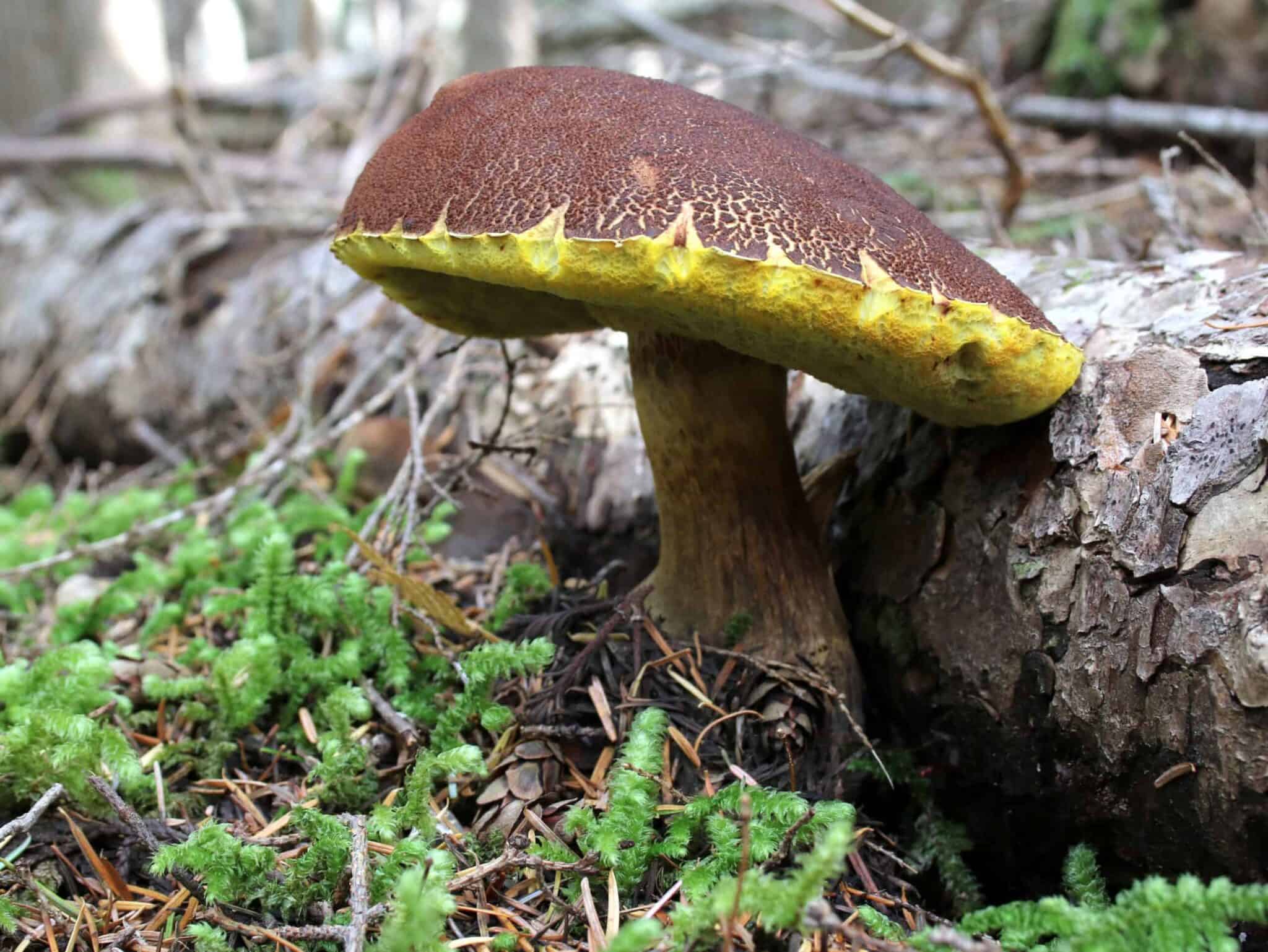 13 Edible Mushrooms In Alaska (With Foraging Pictures)