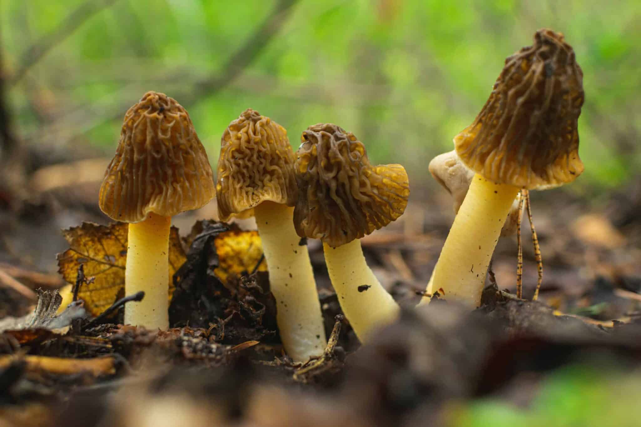 13 Edible Mushrooms In Alaska (With Foraging Pictures)